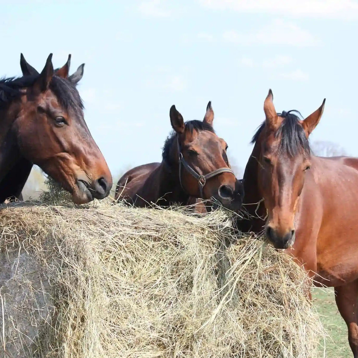 How to Keep Your Hay Fresh in the Cold + Wet Months | Henderson's ...