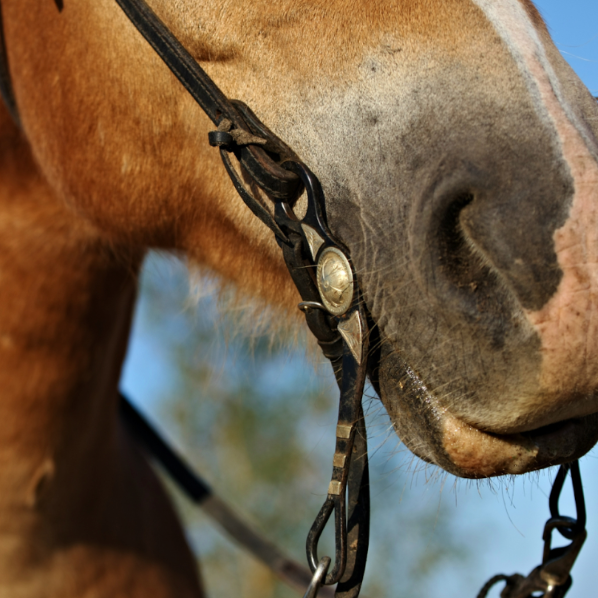 How to Choose the Right Western Bit for your Horse