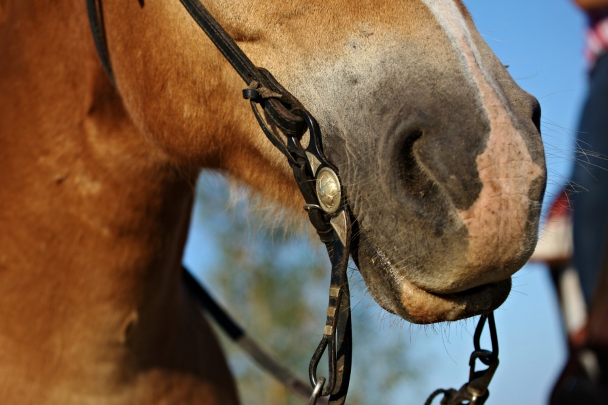 How to Choose the Right Western Bit for your Horse | Henderson's ...